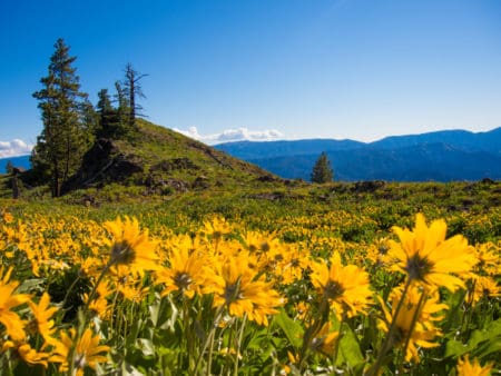 Wildflowers in Lake Chelan - Lake Chelan Chamber of Commerce