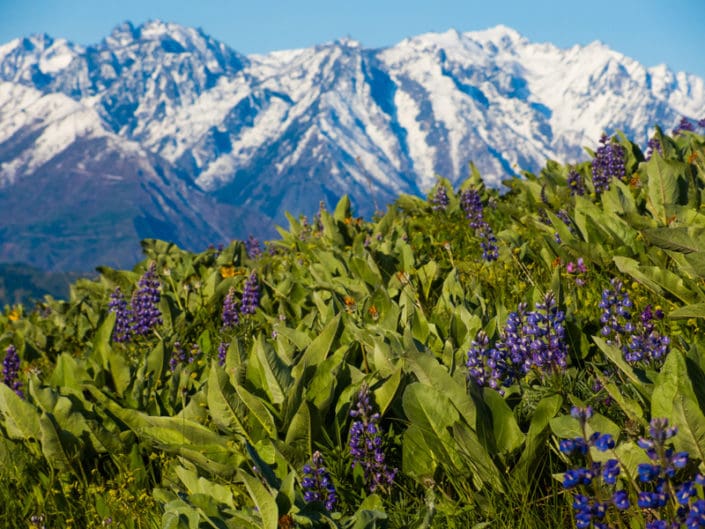Wildflowers in Lake Chelan - Lake Chelan Chamber of Commerce